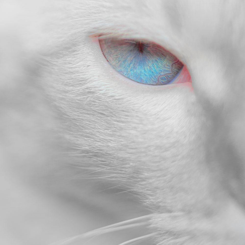 Close-ups - Canvas Prints by doingly | Art Prints
